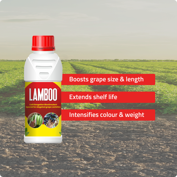 Lamboo - Cell Elongation Biostimulant – Patil Biotech
